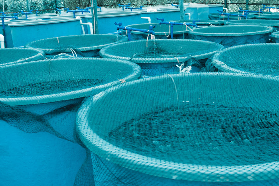 Diving into the Future: The Role of IoT in Modern Aquaculture